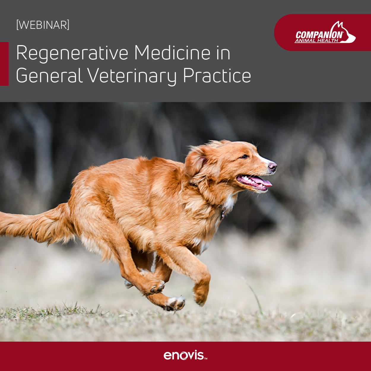 Platelet-Rich Plasma in General Veterinary Practice